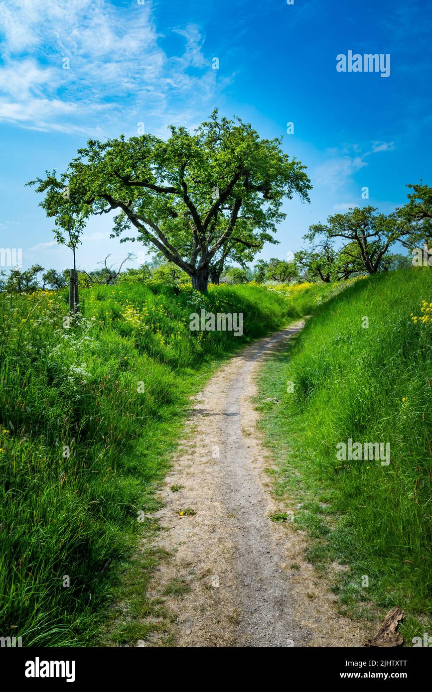 A vertical shot of a walking path in a field Stock Photo - Alamy