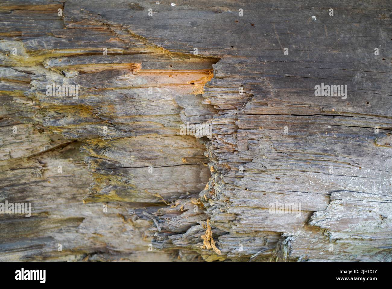 Closeup shot wooden log hi-res stock photography and images - Alamy