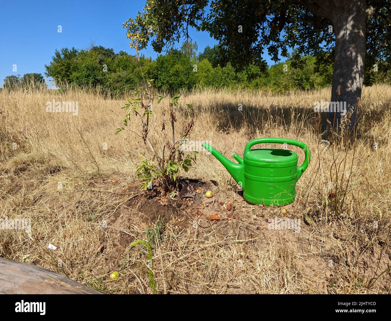 A green watering can near the withered bush in a dry meadow with fresh ...