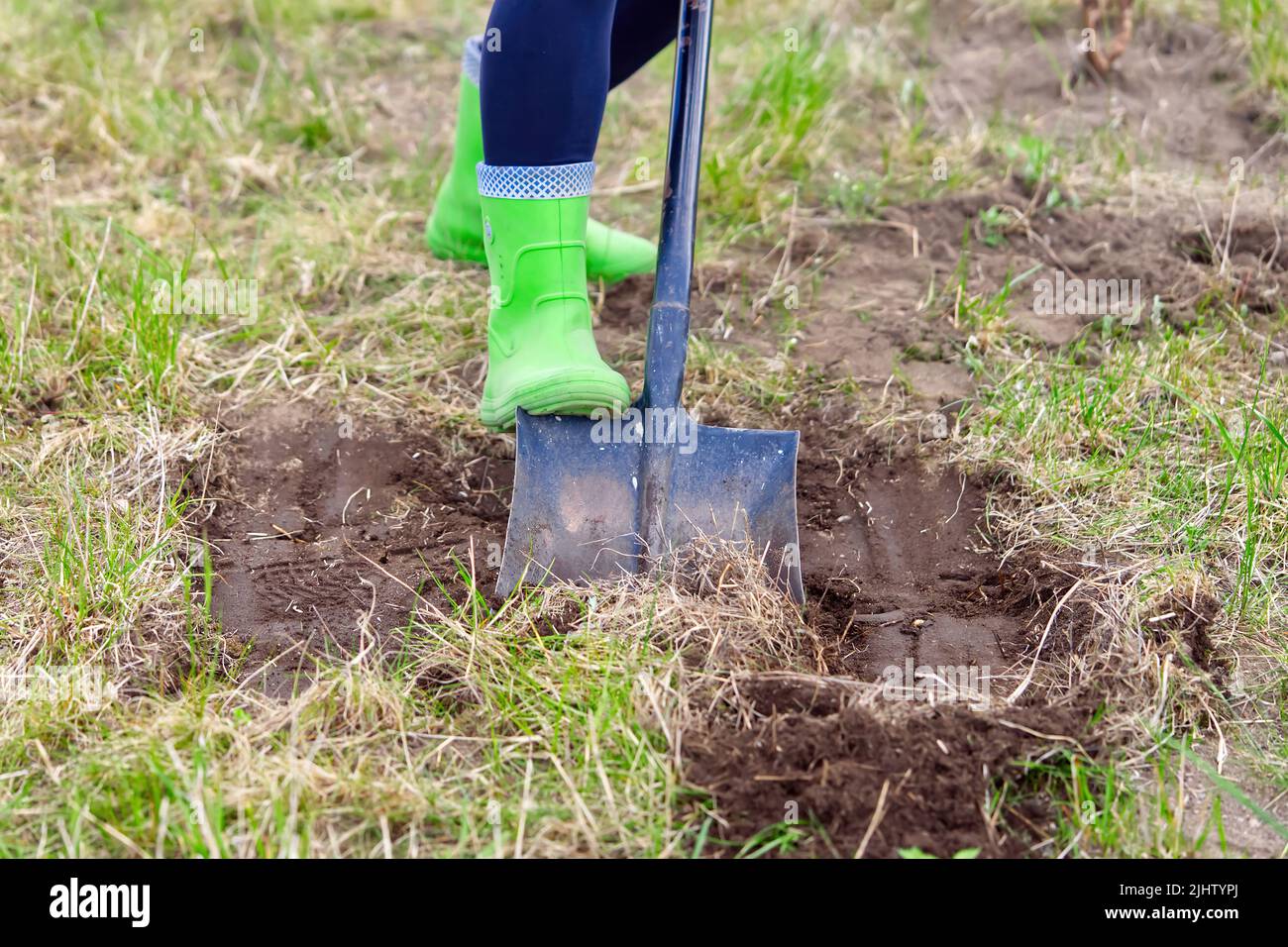 gardener digs soil with shovel in garden, agriculture concept Stock ...