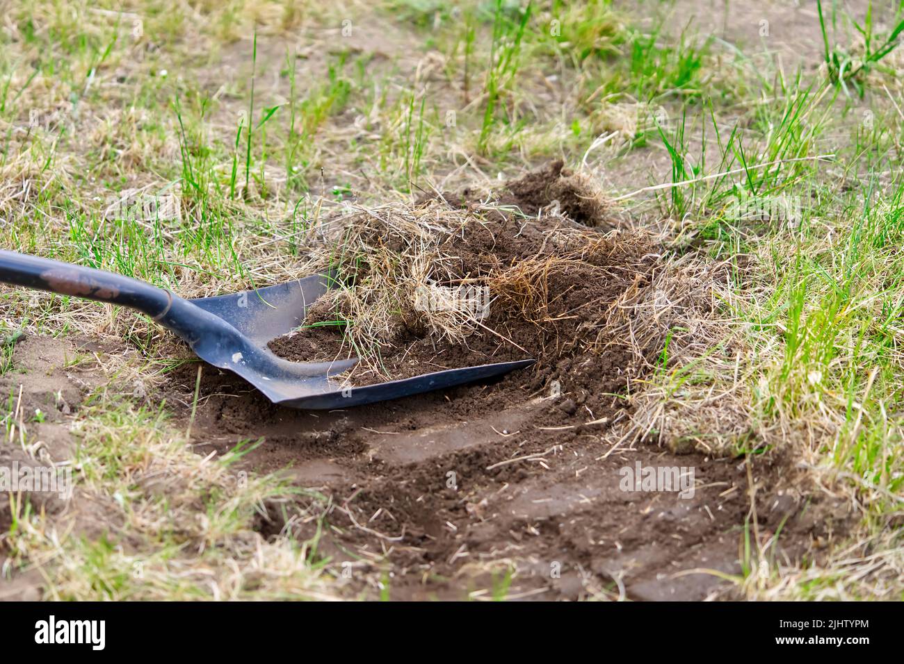 gardener digs soil with shovel in garden, agriculture concept Stock ...