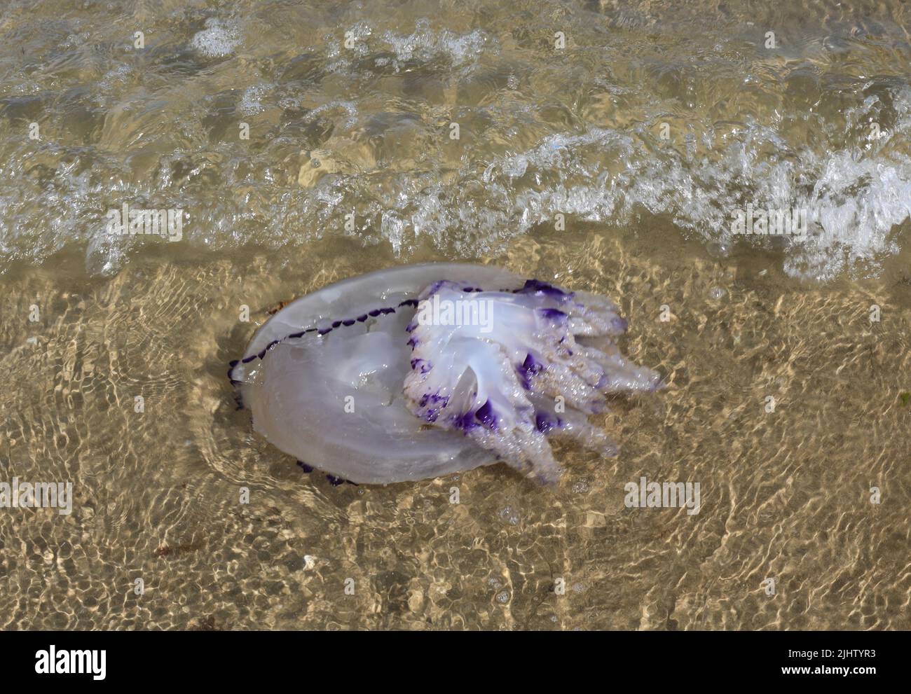great death jellyfish by the sea with tentacles in summer Stock Photo ...