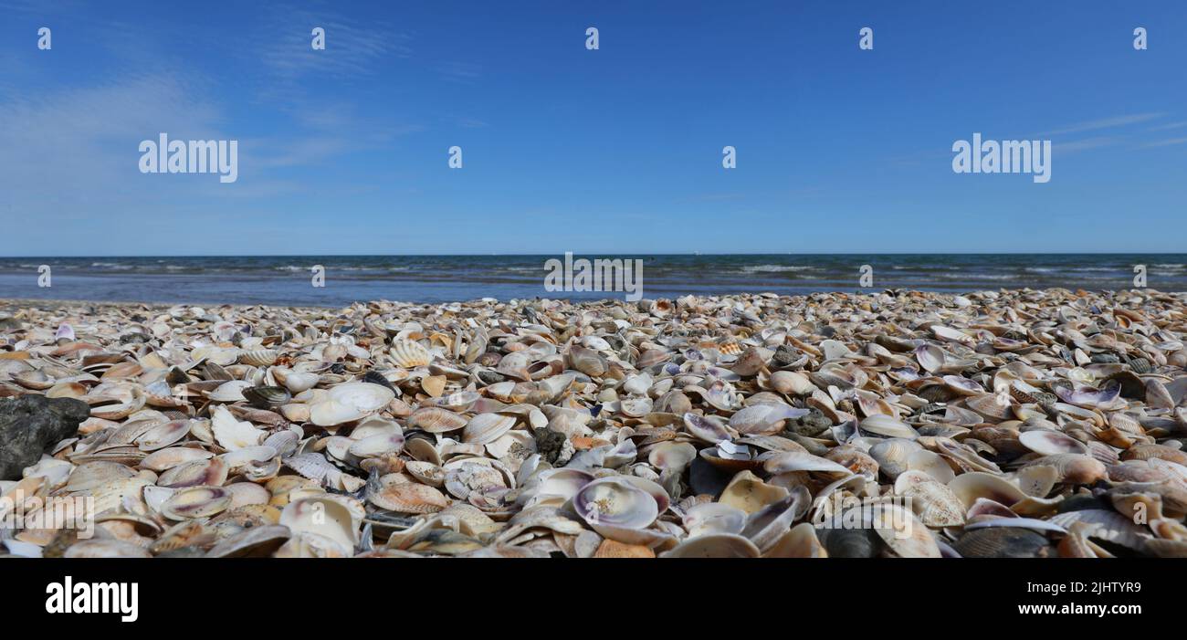 lots of shells by the sea without people in the summer Stock Photo - Alamy