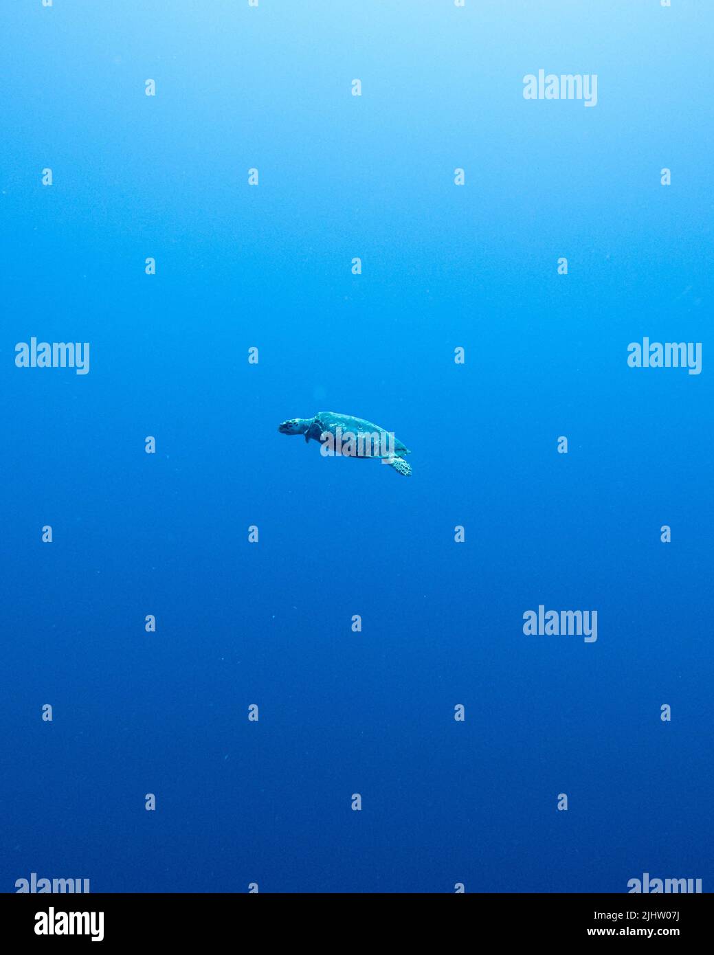 Sea turtle swimming alone in open ocean Stock Photo - Alamy