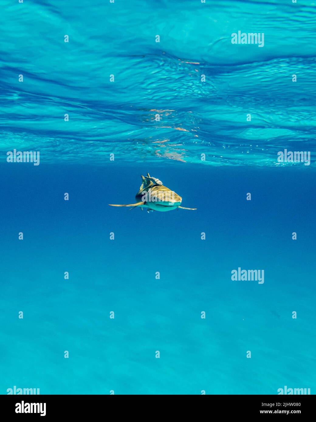 Underwater of lemon shark in the bahamas Stock Photo - Alamy