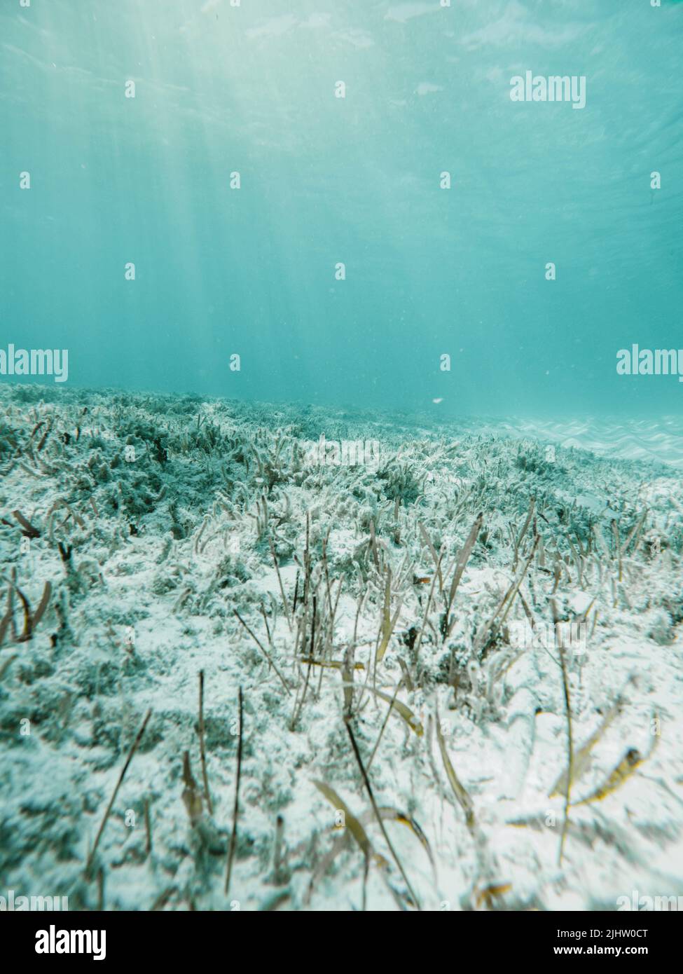 Rays of light underwater in the Bahamas Stock Photo - Alamy