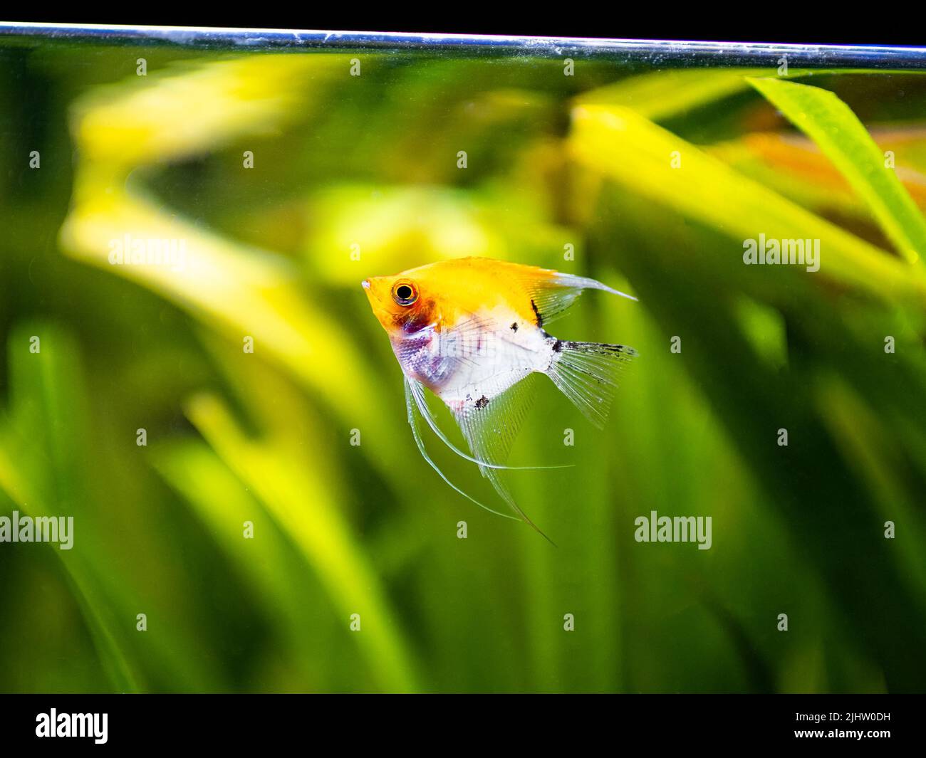 Angelfish swimming in tank fish with blurred background (Pterophyllum ...