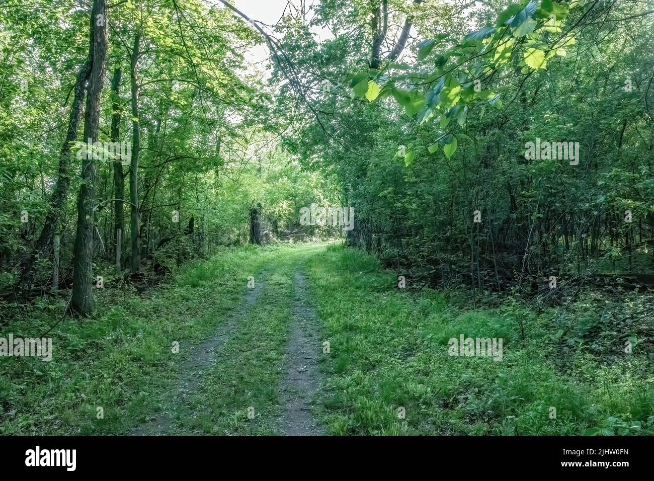 Path through the springtime woods with lots of green plants and leaves ...
