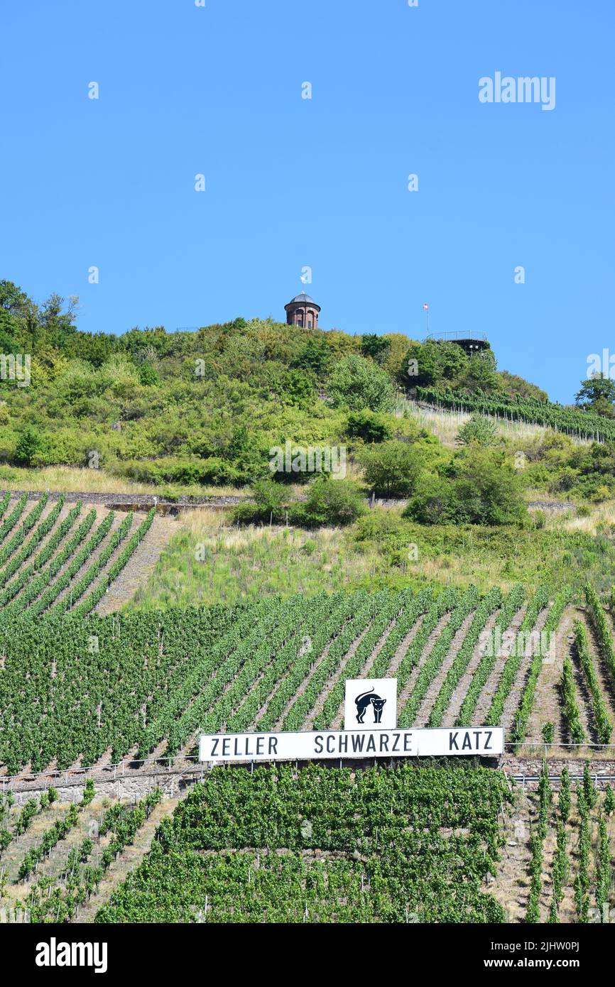 vineyard Zeller Schwarze Katz Stock Photo - Alamy