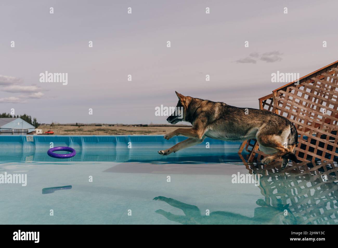 dog in mid air ready to catch a toy while dock diving into a pool Stock ...