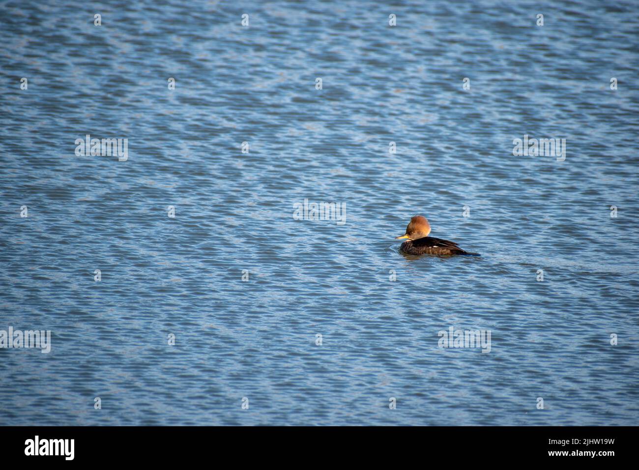 A hooded merganser swims peacefully in a calm blue lake under daylight ...