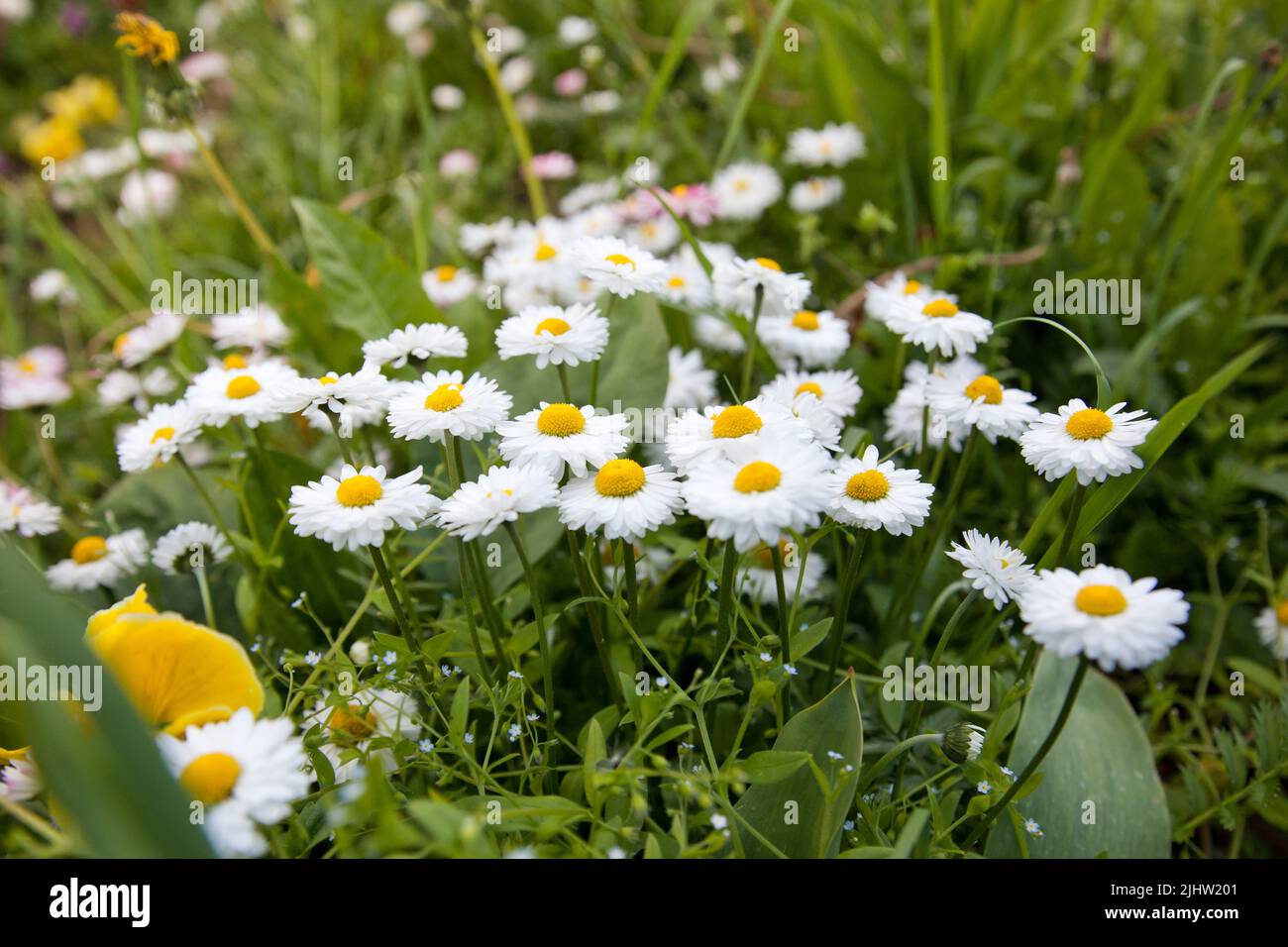 Flowering of daisies. Oxeye daisy, Leucanthemum vulgare, Daisies, Dox ...