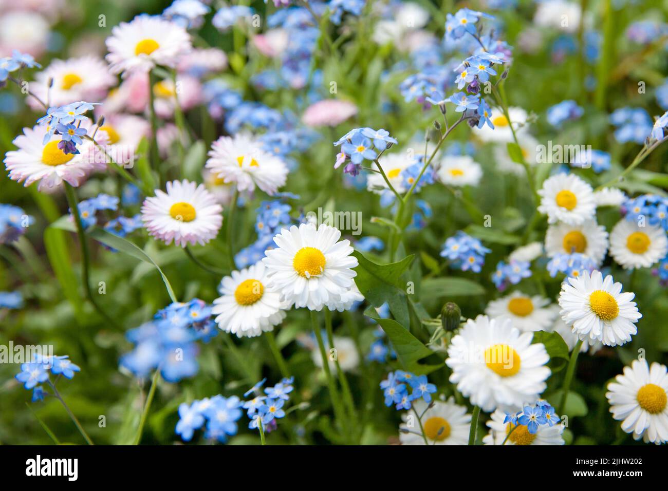 Blue and white wildflowers. Blooming daisies and forget-me-not flowers ...