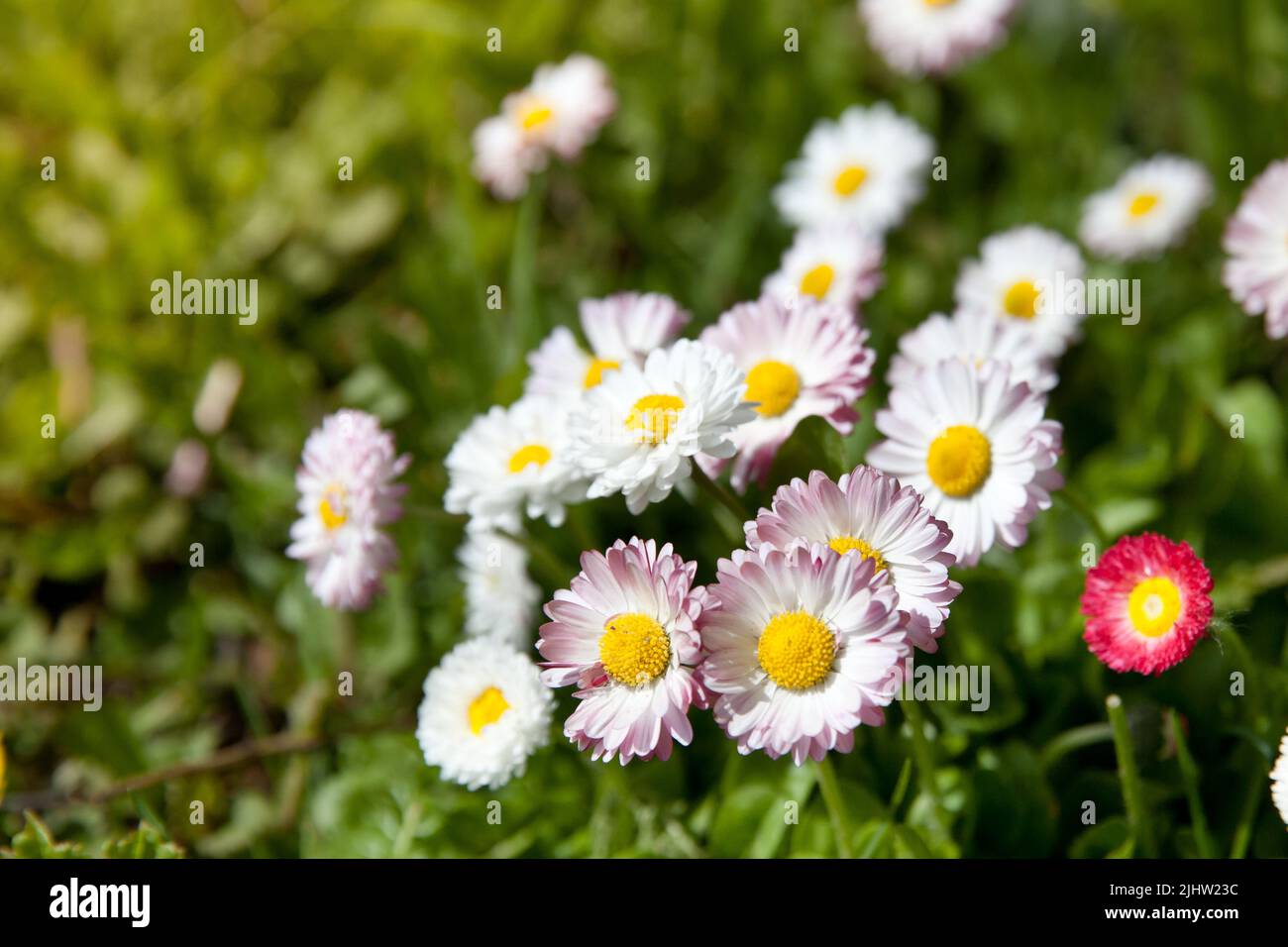 Top view of white blooming daisy flowers on spring green grass. garden ...