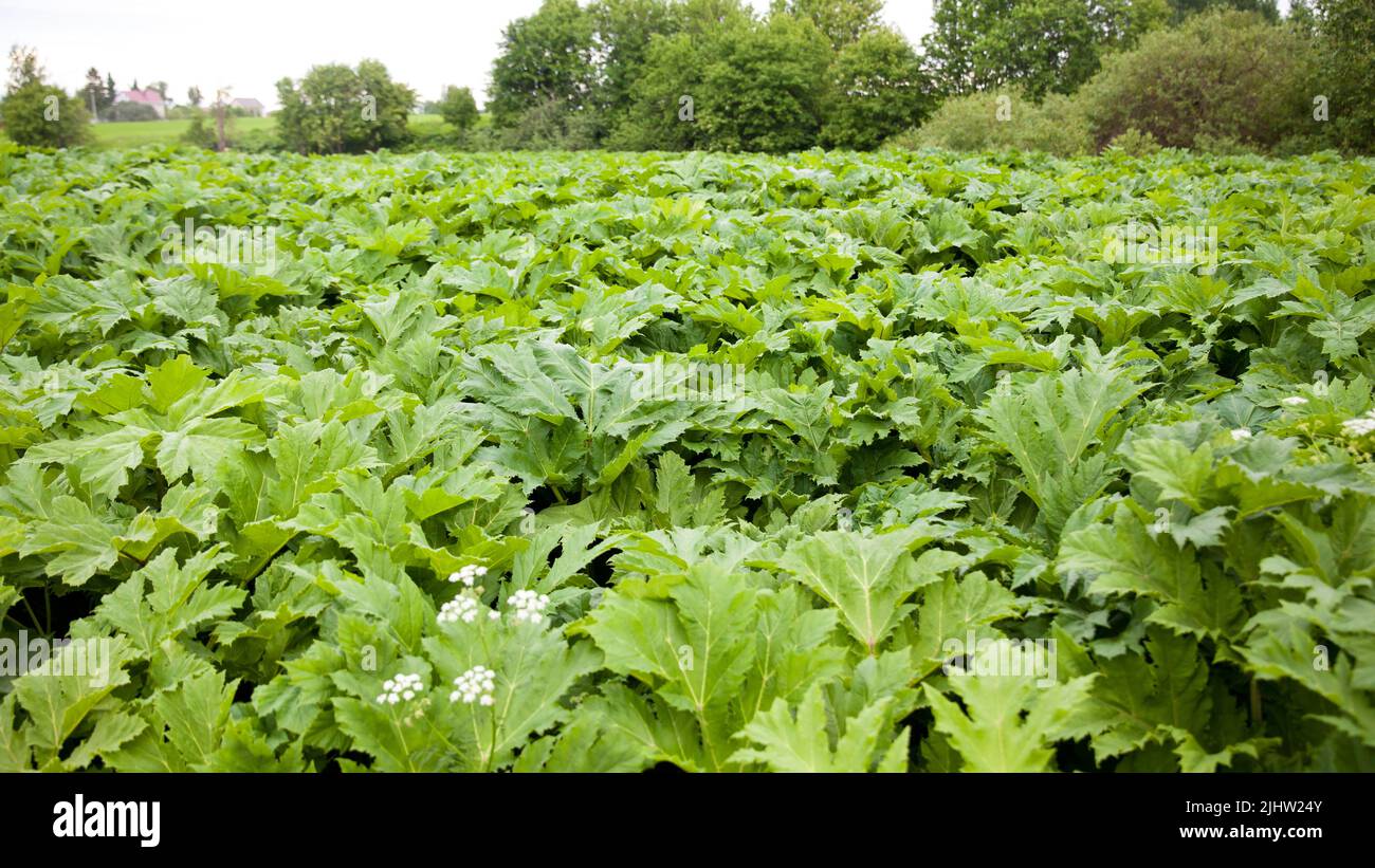 Thickets of hogweed. Hogweed bushes with lush foliage. Dangerous weed ...