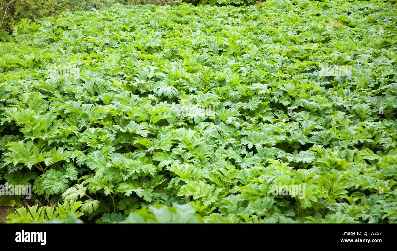 Thickets of hogweed. Hogweed bushes with lush foliage. Dangerous weed ...