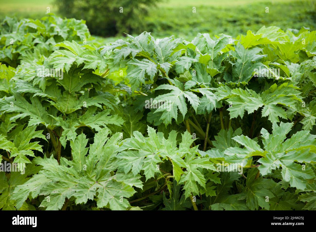 giant hogweed, Heracleum mantegazzianum, leaves. Giant hogweed in ...
