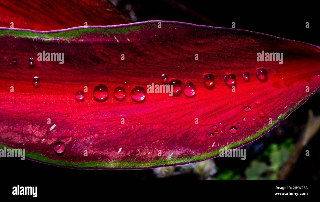 Rain water drop on red hi-res stock photography and images - Alamy