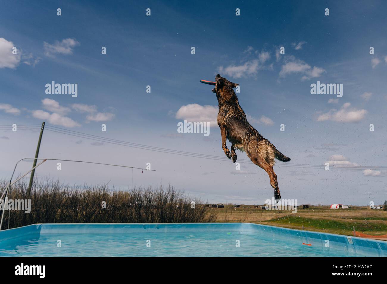 dog in mid air ready to catch a toy while dock diving into a pool Stock ...