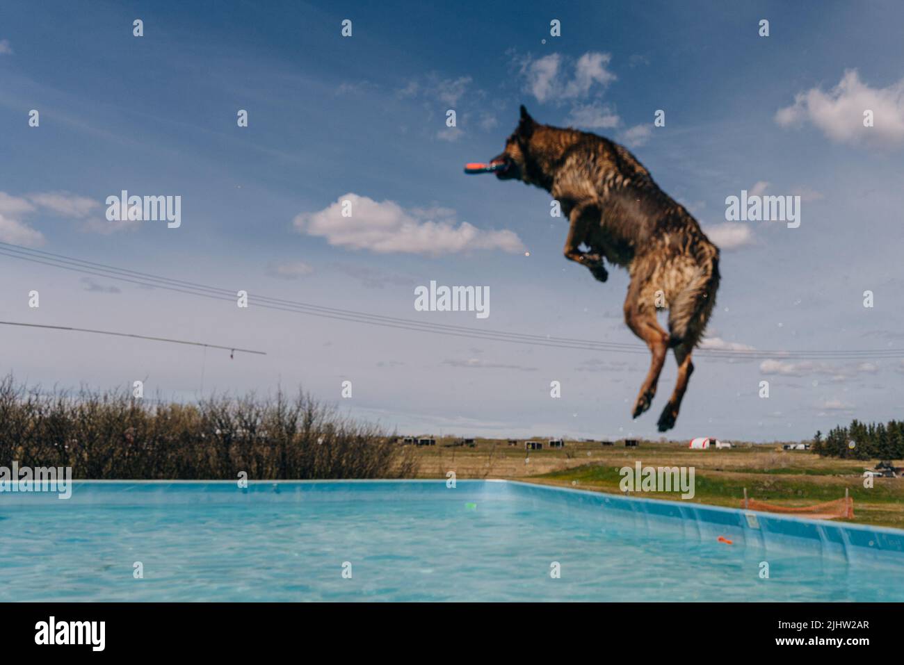 dog in mid air ready to catch a toy while dock diving into a pool Stock ...