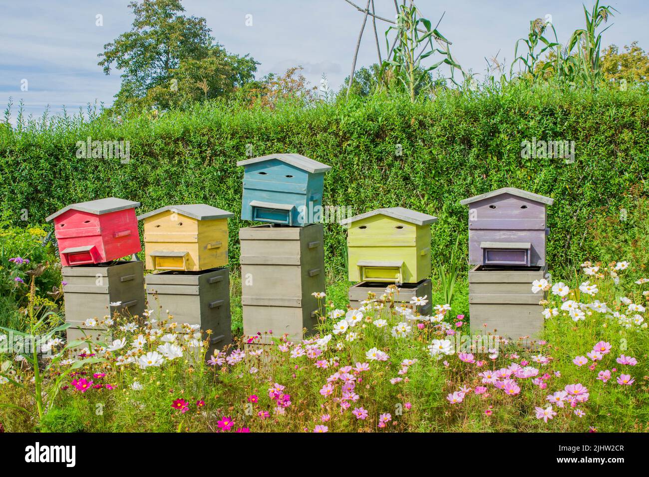 Beehives in field flowers hi-res stock photography and images - Alamy