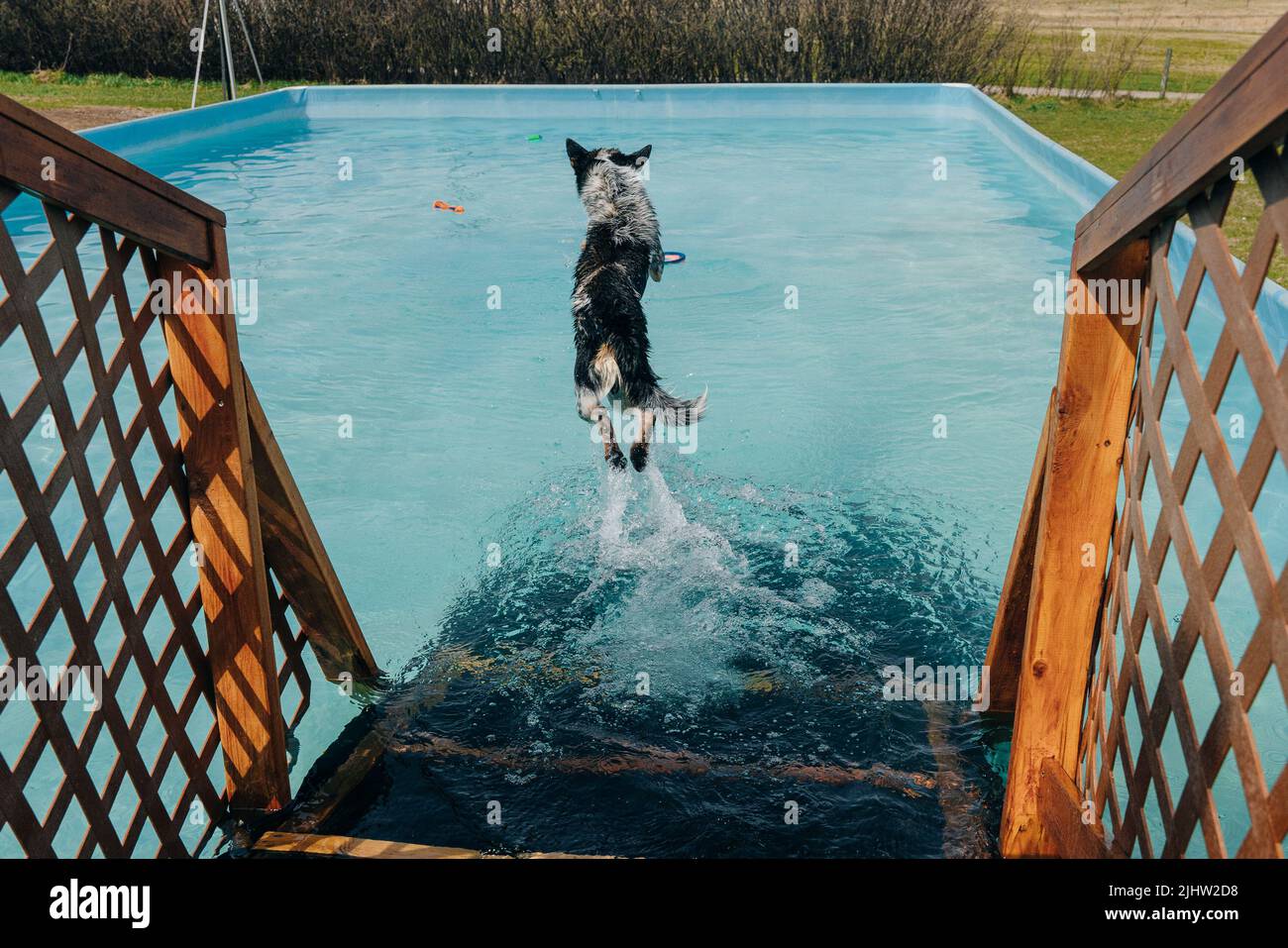 dog in mid air ready to catch a toy while dock diving into a pool Stock ...
