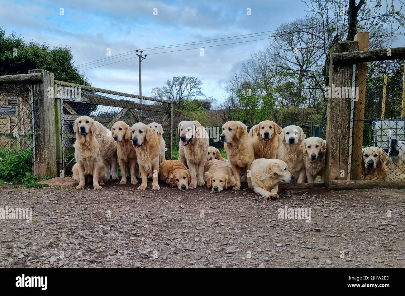 A pack of golden retrievers Stock Photo - Alamy
