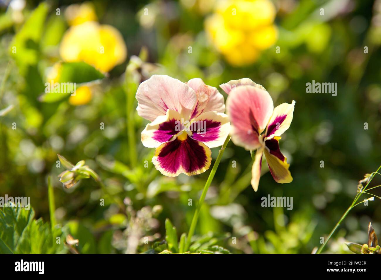 garden pansy is a type of large-flowered hybrid plant cultivated as a ...