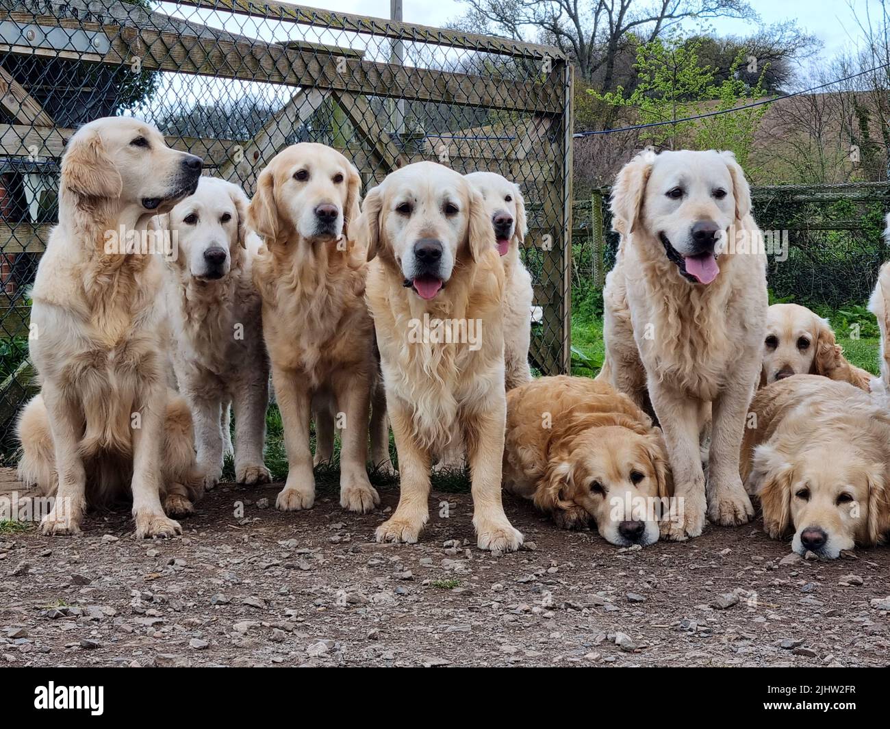 A pack of golden retrievers Stock Photo - Alamy