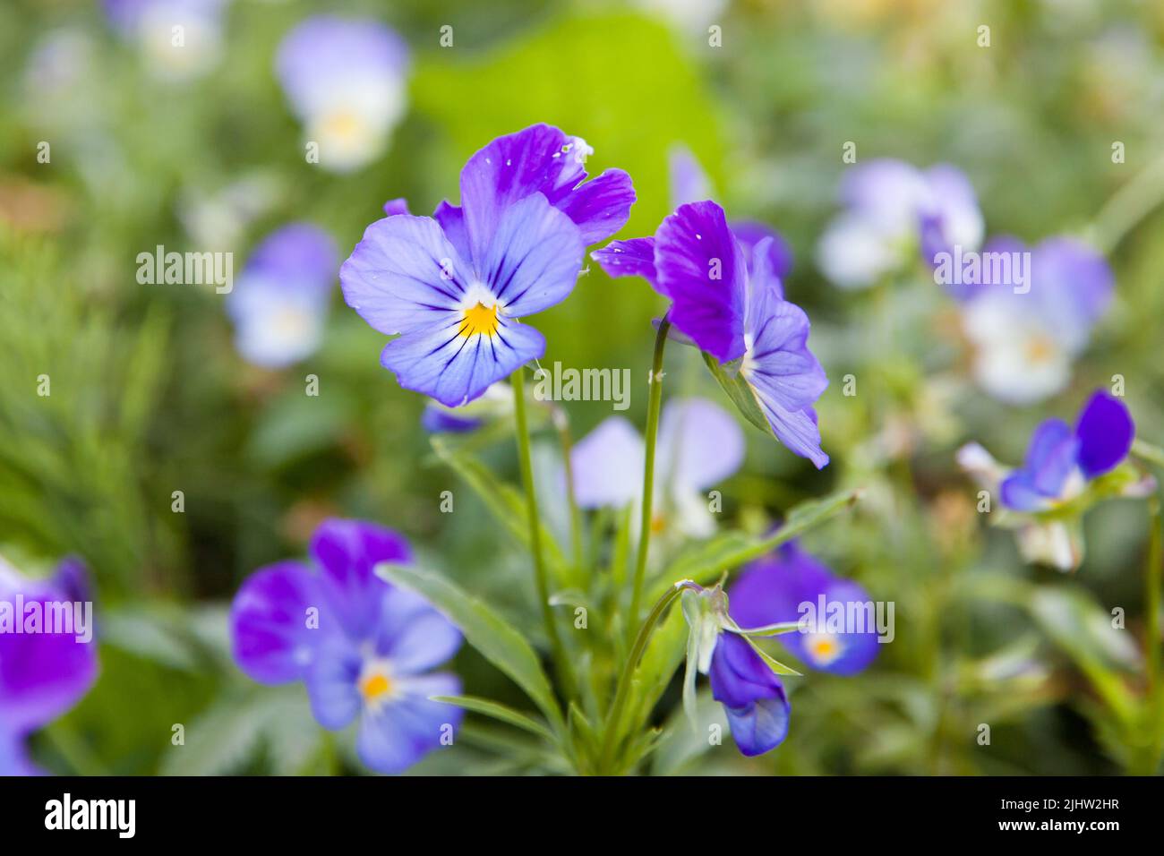 Closeup of colorful pansy flower, The garden pansy is a type of large ...
