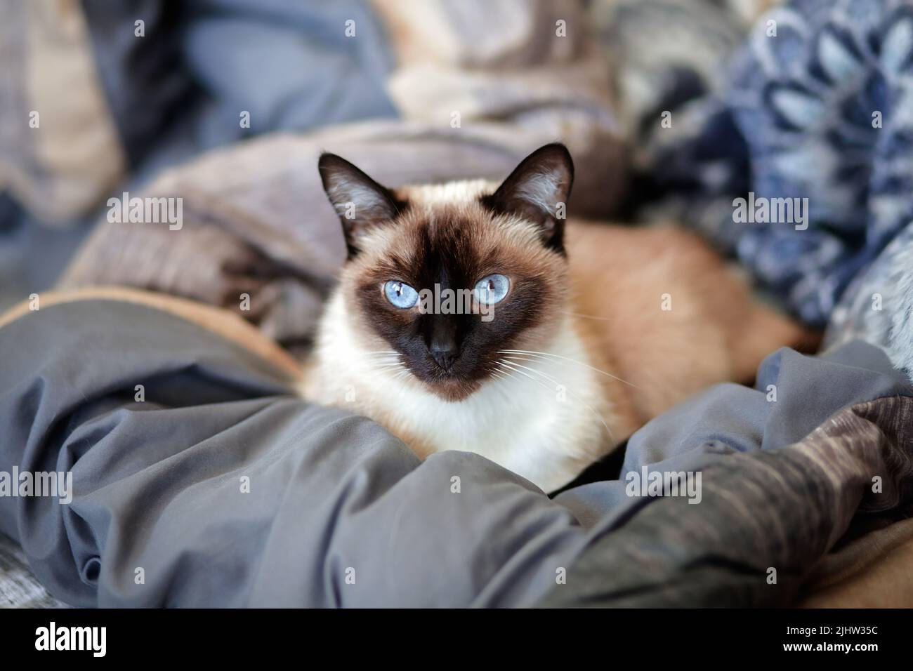 Female Chocolate Point Siamese Cat Lying on a Blanket With Eyes Open ...