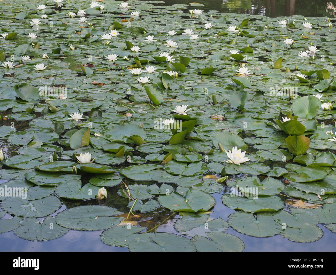 water lily plant scientific name Nymphaea in a pond of water Stock ...