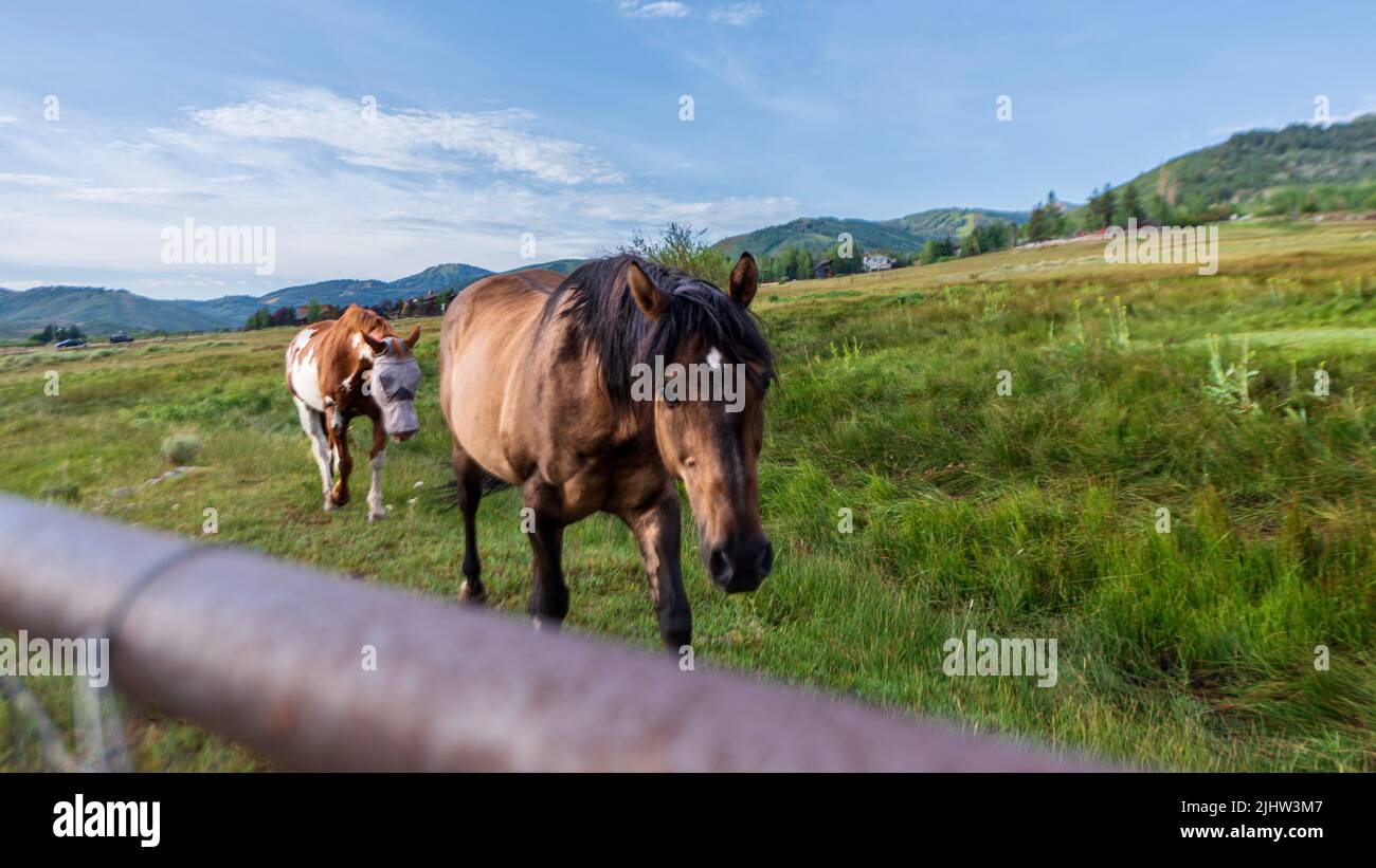Out to Pasture Stock Photo - Alamy