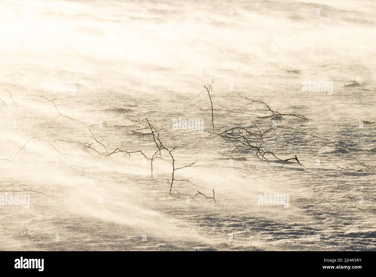 Fallen Birch branches on snow during blizzard in Estonia, Northern ...