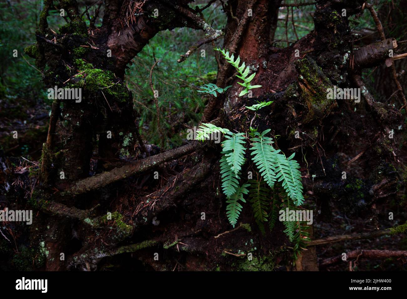 Common polypody, Polypodium vulgare growing on a dead wood in a summery ...