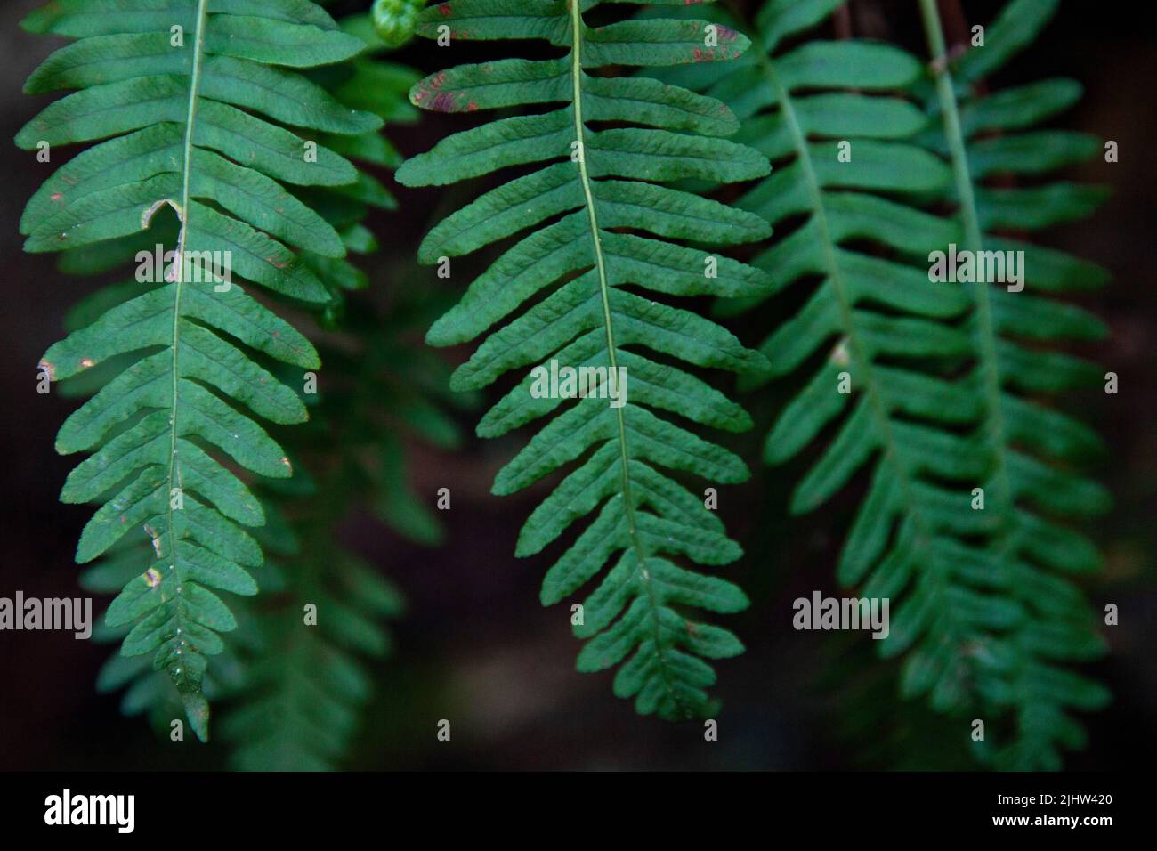 Close-up of Common polypody, Polypodium vulgare leaves on a summer day ...