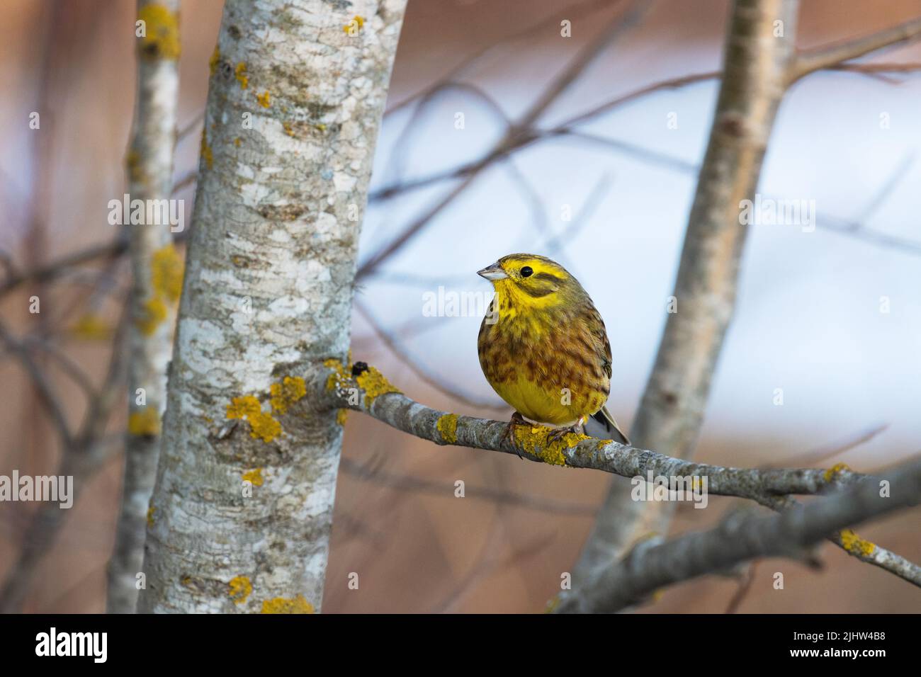 Colorful male Yellowhammer, Emberiza citrinella perched on an early ...