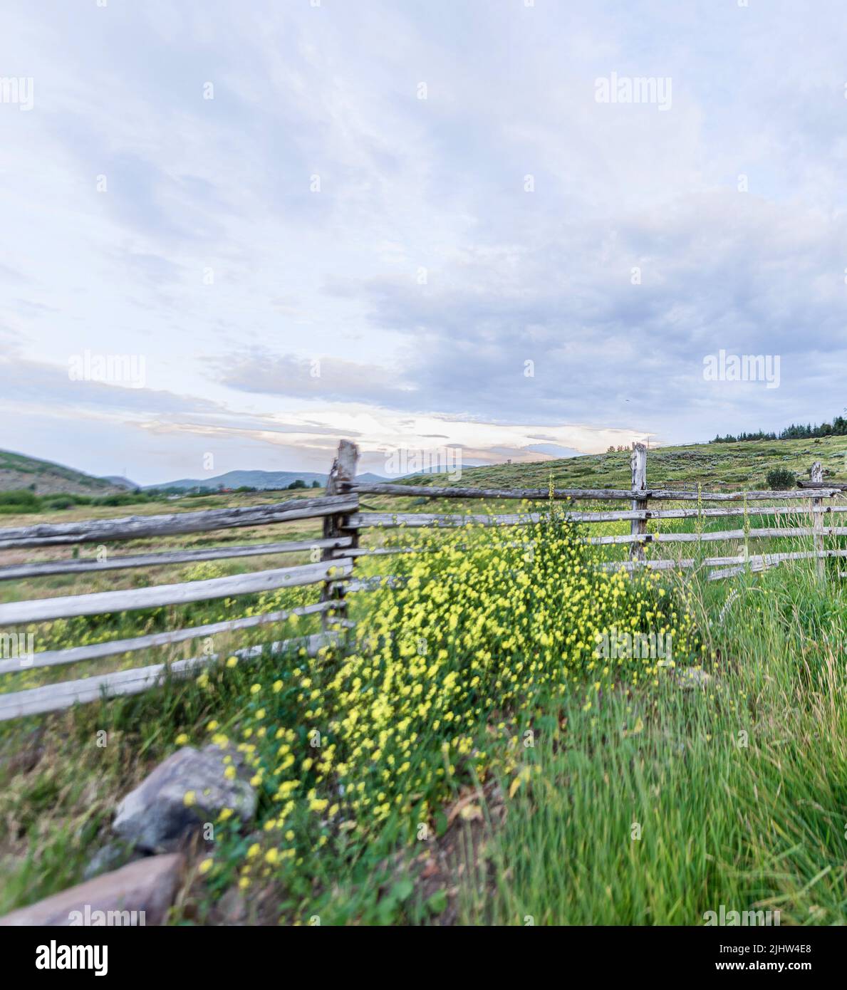 Flowers stream meadow hi-res stock photography and images - Alamy