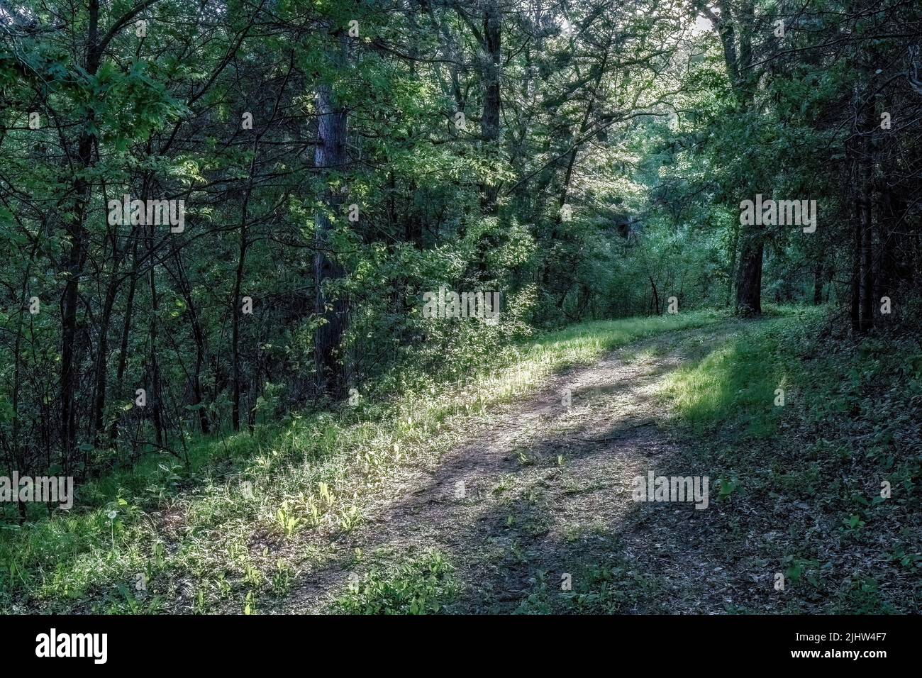 Sun shining through the springtime woods onto a hiking trail in North ...