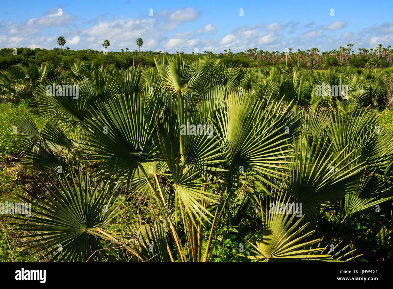 Caatinga brazil hi-res stock photography and images - Alamy