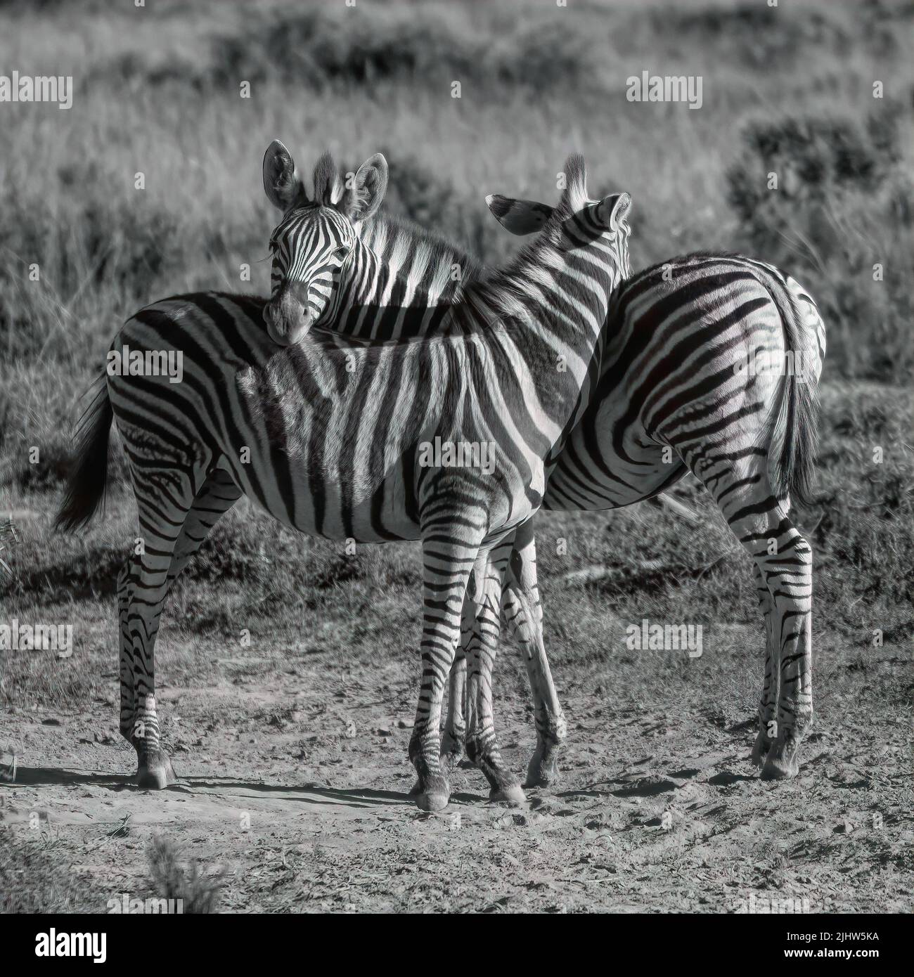 A grayscale shot of two hugging zebras Stock Photo - Alamy
