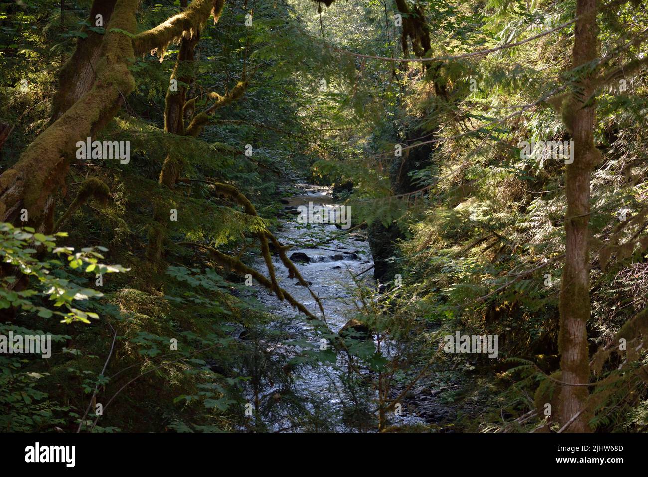 Afternoon on the Dungeness River Stock Photo - Alamy