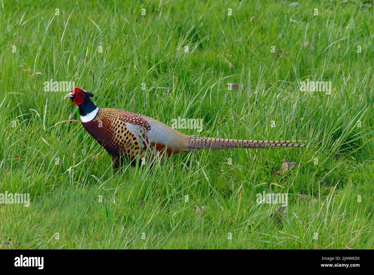 Male Ring-necked Pheasant displaying breeding plumage at Marymoor Park ...