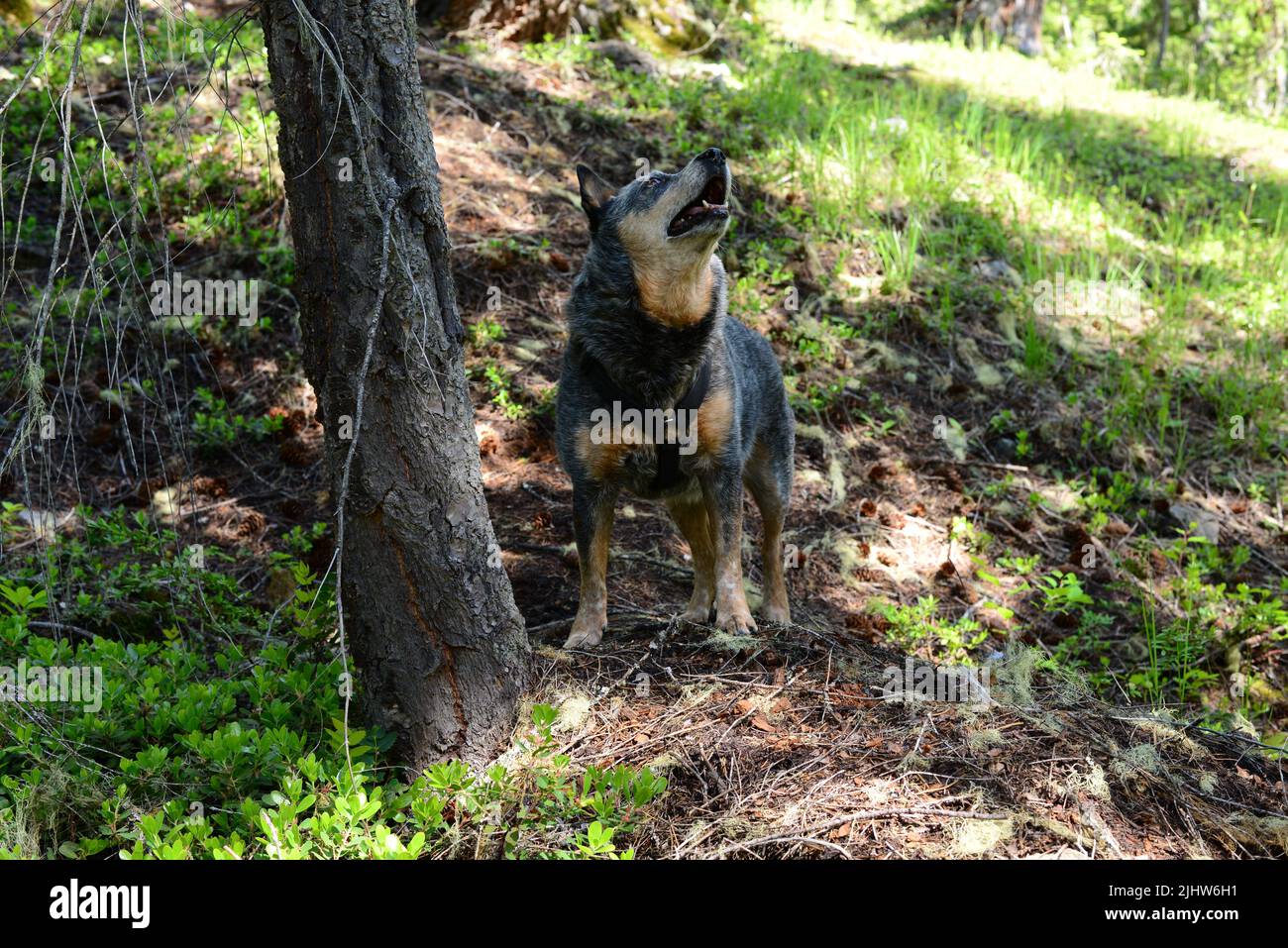 Chasing squirrel hi-res stock photography and images - Alamy
