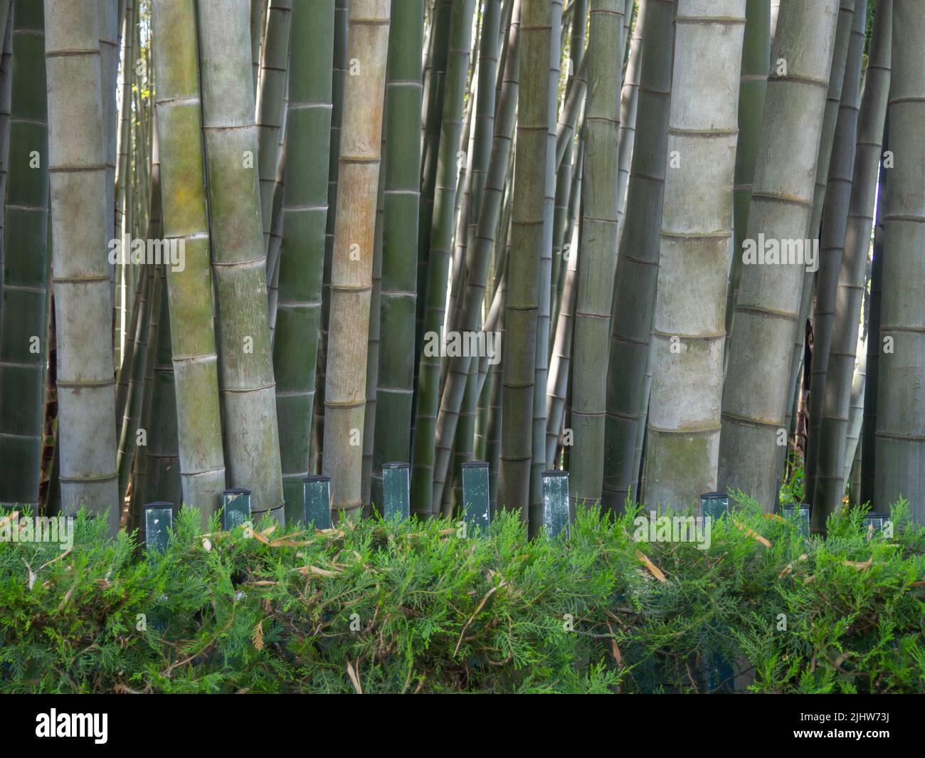Bamboo grove. Plant stems. Thick bamboo forest. Southern nature. Fast ...
