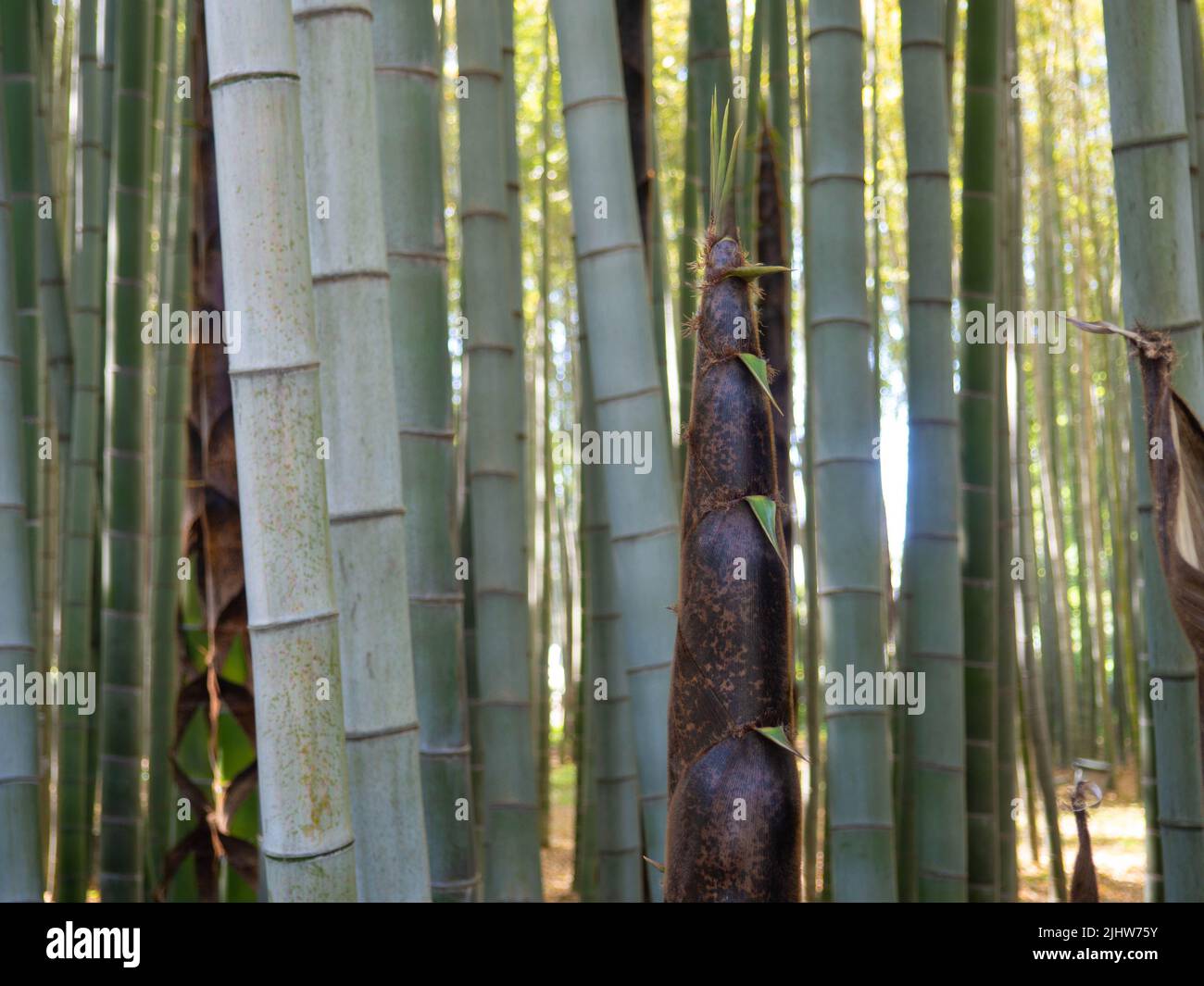 Bamboo grove. Plant stems. Thick bamboo forest. Southern nature. Fast ...