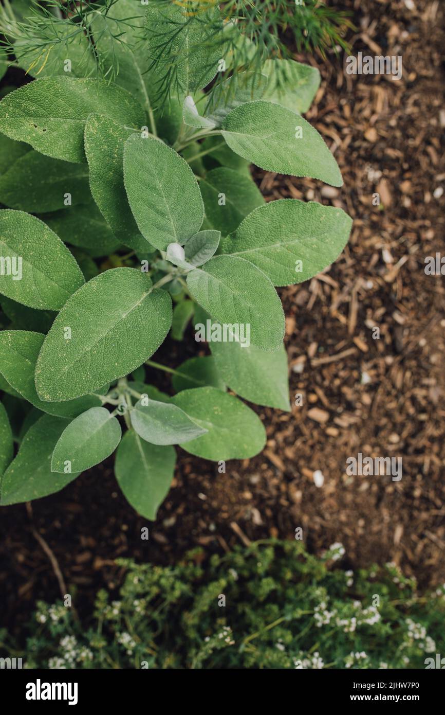 common sage (Salvia officinalis) herb plant in the garden Stock Photo ...