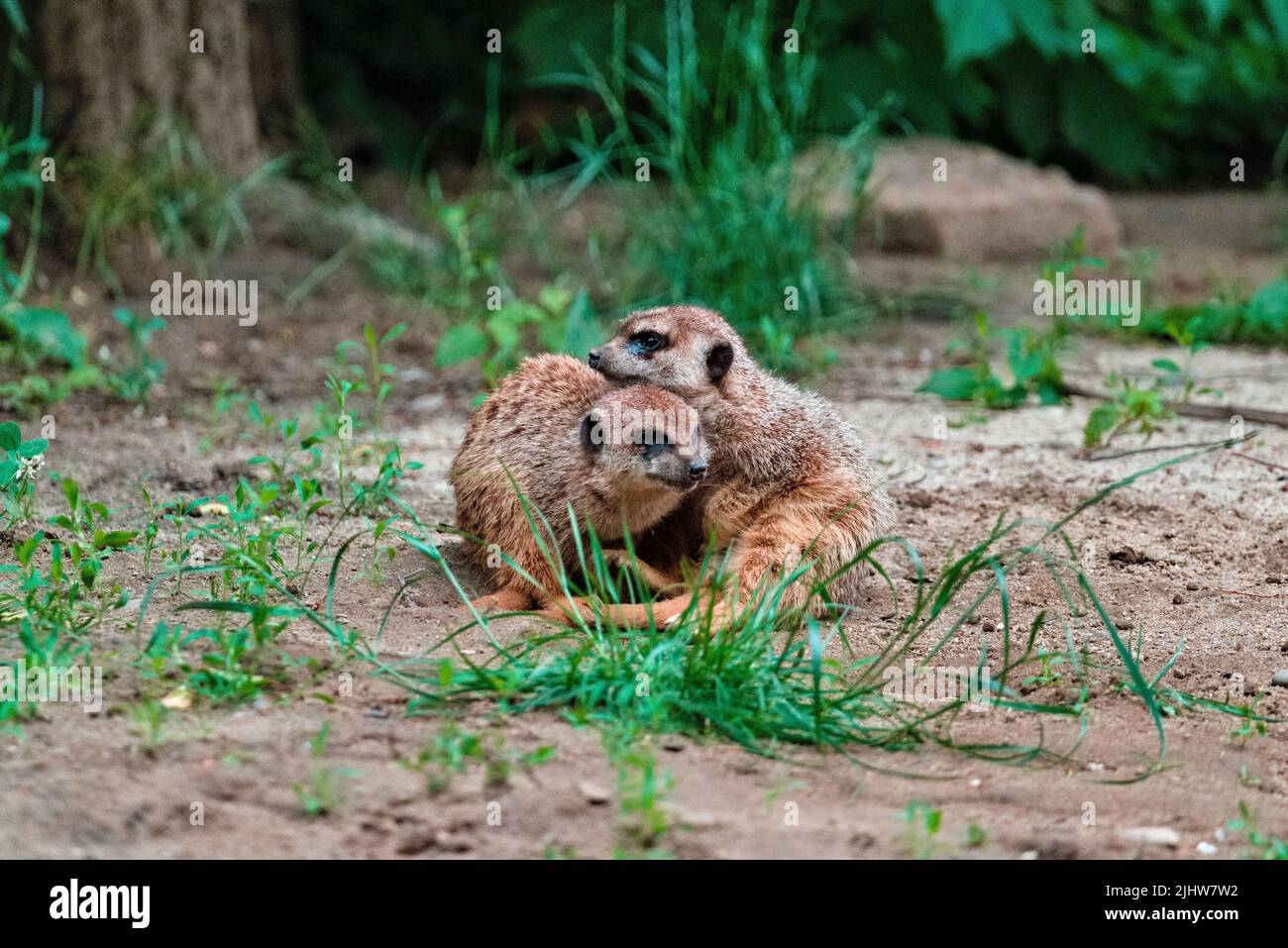 Meerkats hugging hi-res stock photography and images - Alamy