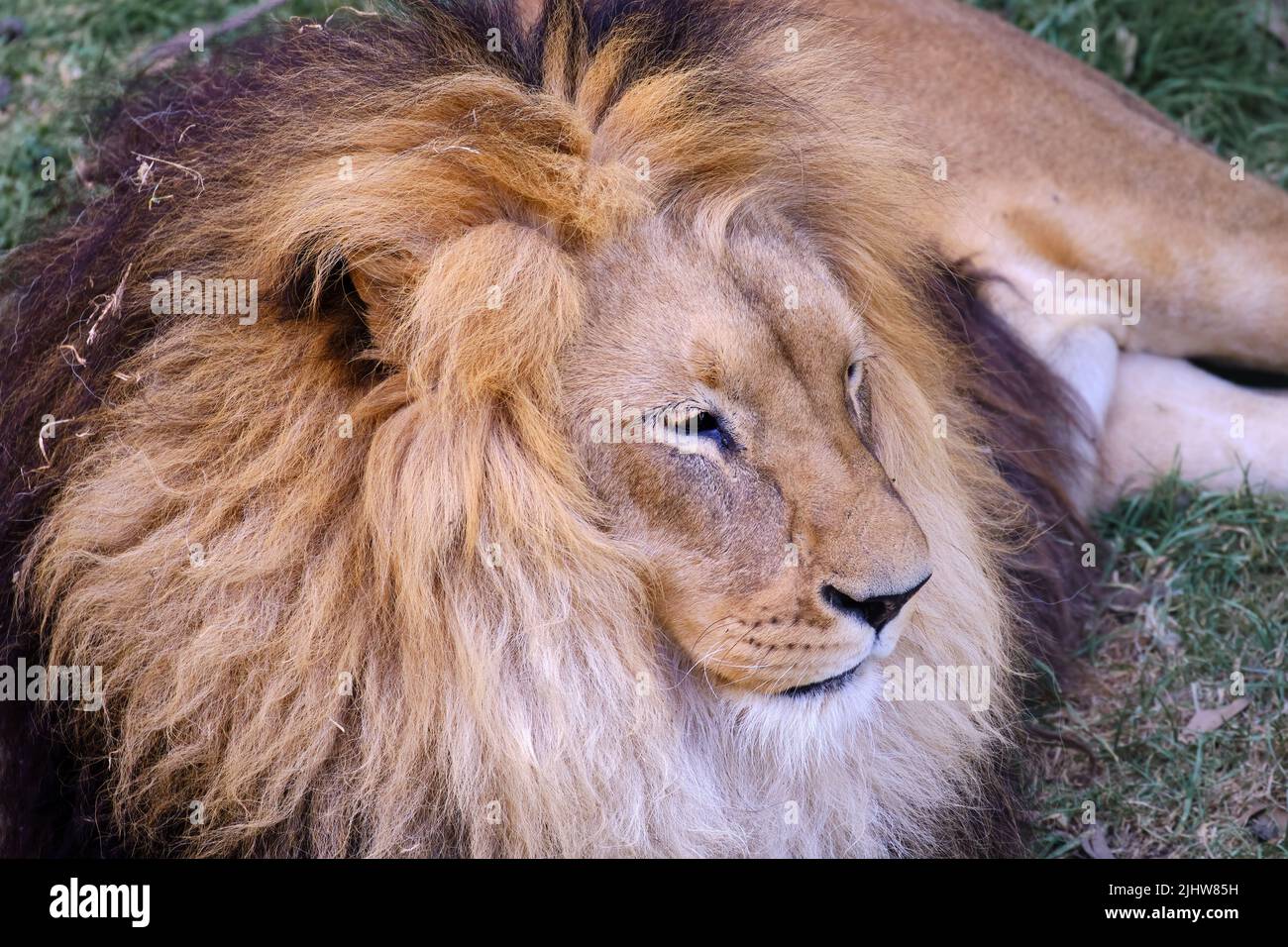 African lion (Panthera leo) beautiful portrait of the king of the ...