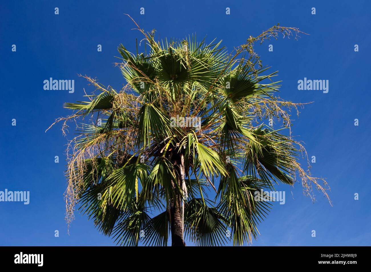carnauba palm (copernicia prunifera) flowering Stock Photo - Alamy